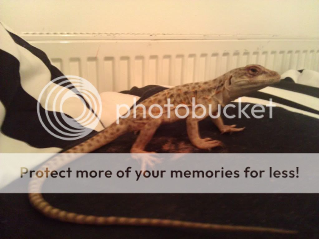 NW England - Leopard lizard with 5ft viv and accesories | Reptile Forums